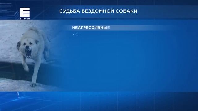 Телеканал Енисей, В крае могут разрешить усыплять бродячих собак, но лишь в отдельных случаях