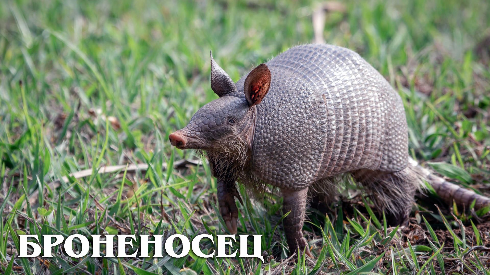 Броненосец: Маленький Бронетранспортер | Интересные факты про броненосцев