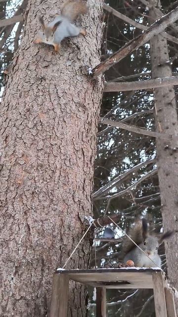 Голуби спугнули белок