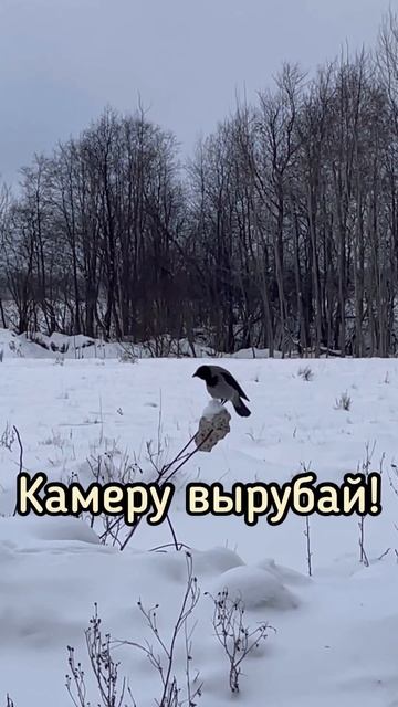 Осторожно, тут какая-то ворона!