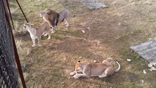 Парк львов _Тайган_ 🦁🦁🦁🦁🦁. 1