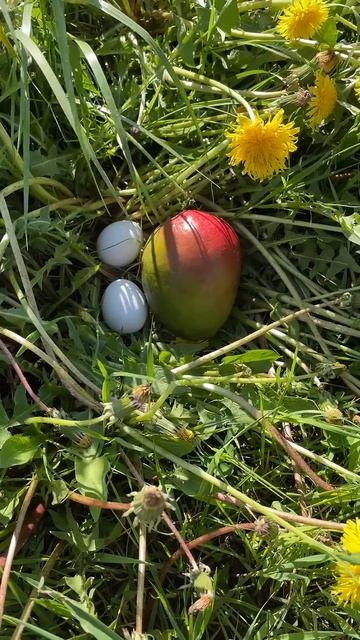 Неожиданная находка в траве #shorts #находка #юмор