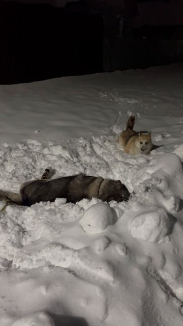 Бесилово в сугробе  #хаски #щенок #собака #домашниеживотные #БрюликиЛиска  #dog