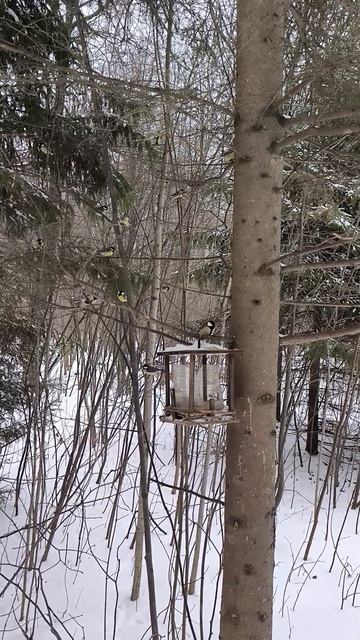 Большая стая синиц у кормушки