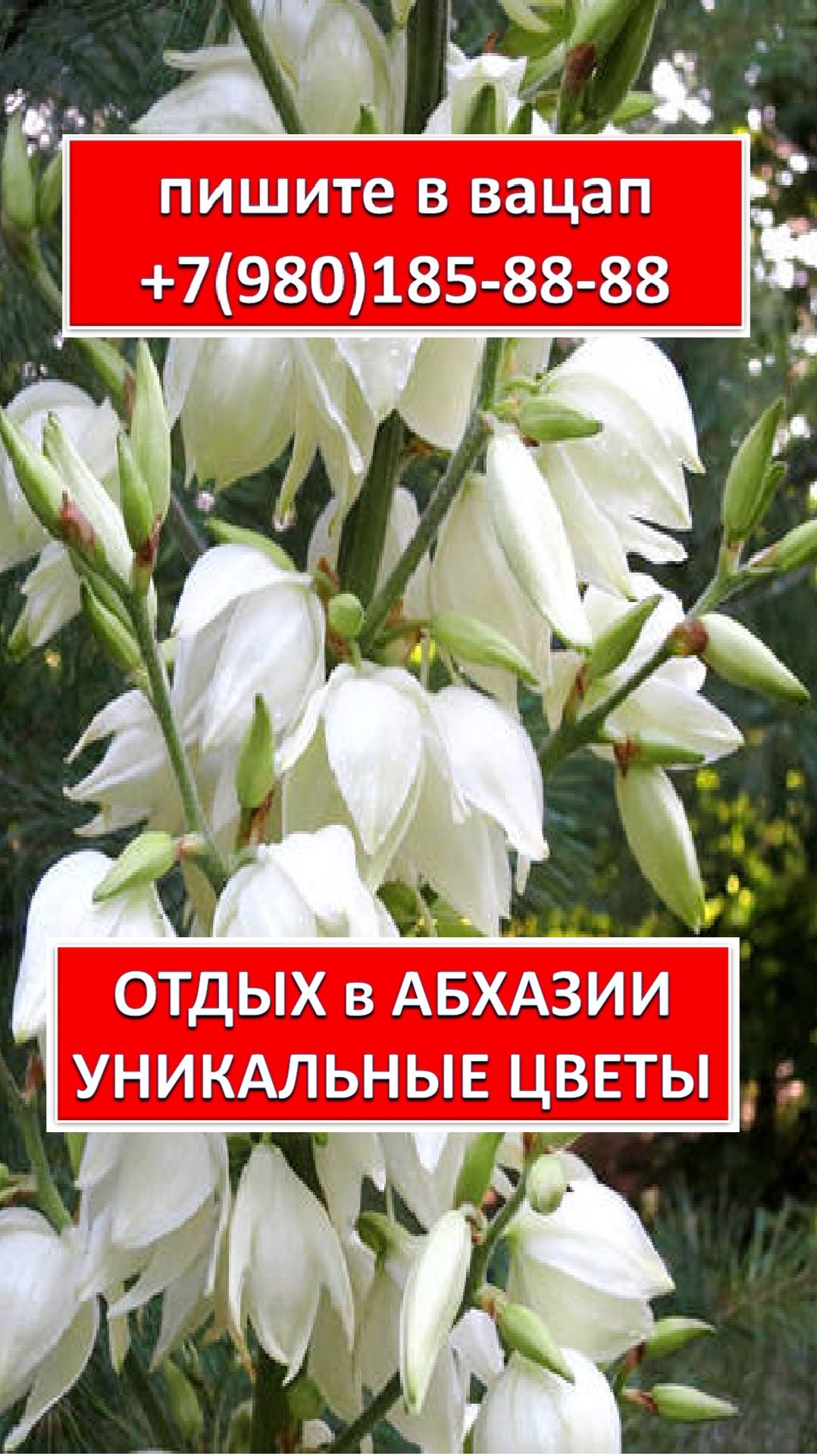 ОТДЫХ в АБХАЗИИ. УНИКАЛЬНЫЕ ЦВЕТЫ