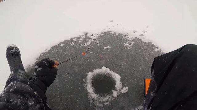 ПОЛОСАТЫЙ ЛЮТУЕТ!ОХОТА НА БЕЛЬ!ОТКРЫТИЕ ПРОДОЛЖАЕТСЯ!