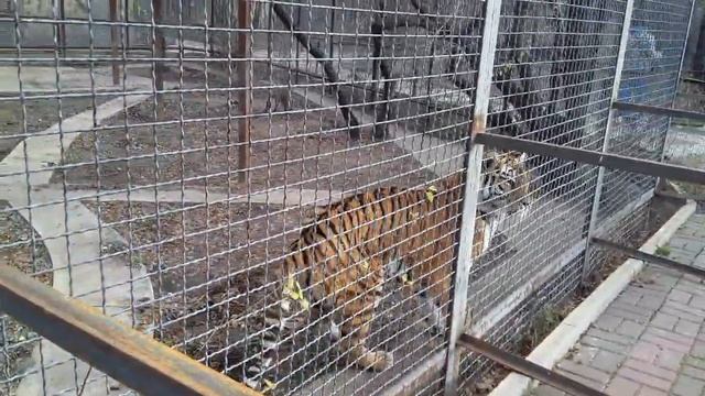 Парк львов _Тайган_. 🦁🦁🦁🦁🦁. 5