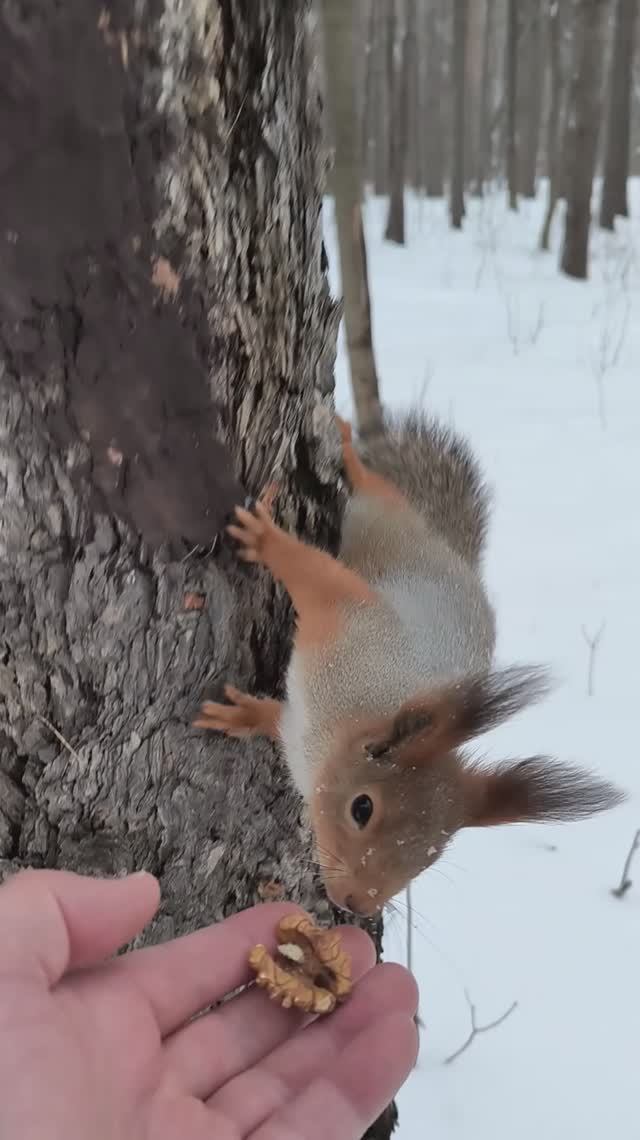 Белка пошла за орехом