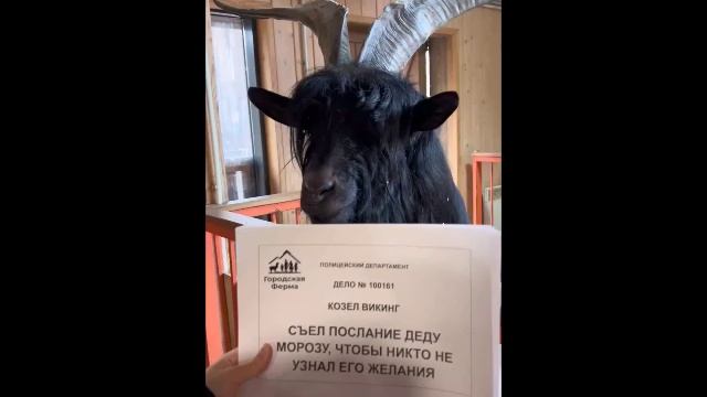 Новогодняя ОПГ на Городской Ферме!