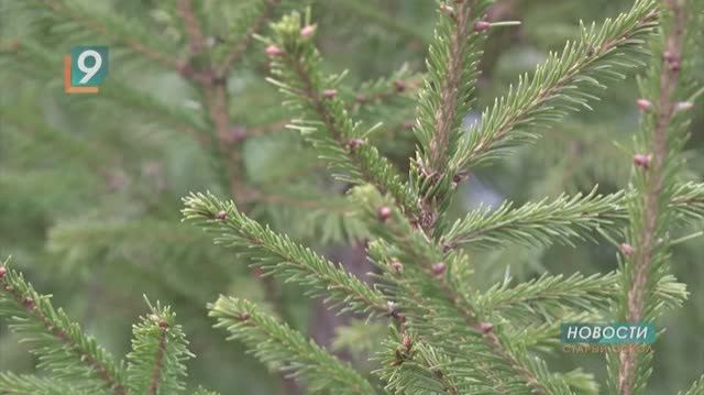 Новости Старого Оскола от 17 декабря