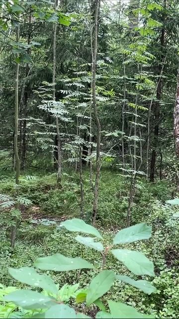 Нашёл заброшенную берлогу, но не совсем #shorts #юмор #природа #выживание