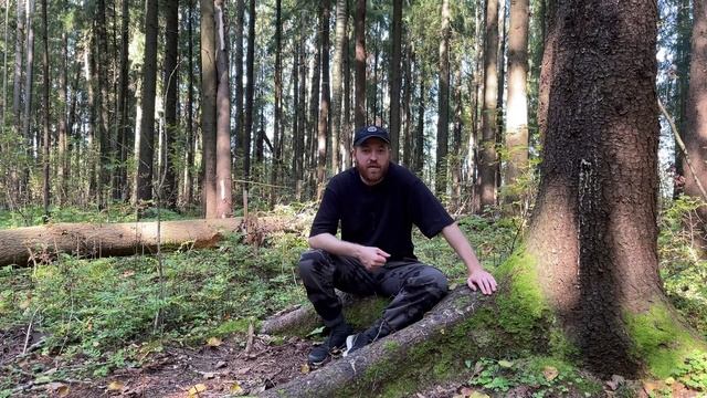 В старом лесу промышляет банда браконьеров, видео разоблачение коварных бобров