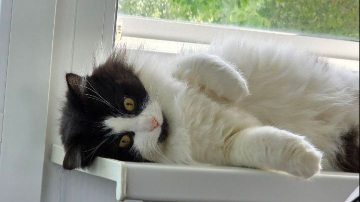 Сон кота Фили