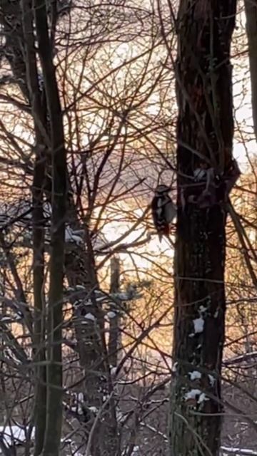 Осторожно, тут какой-то дятел! #shorts #птицы #природа