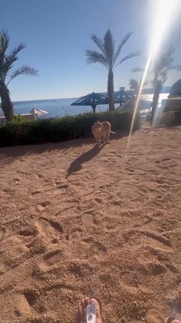 Встретили котика на пляже в Grand Oasis в Египте