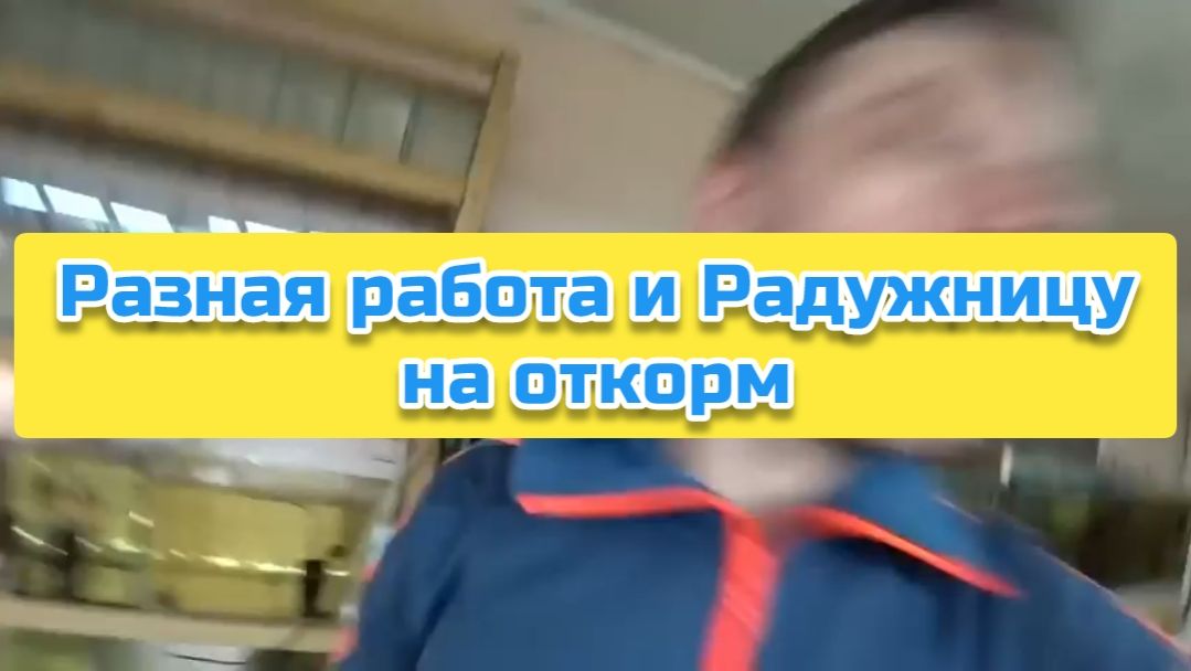 Разная работа и Радужницу на откорм