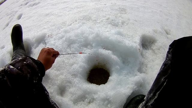 Последний лёд ! Старица ! Ловим плотву !