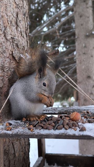 Белка заняла кормушку