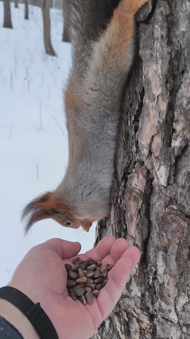 Белка повисла на сосне и грызёт кедряшки с ладони