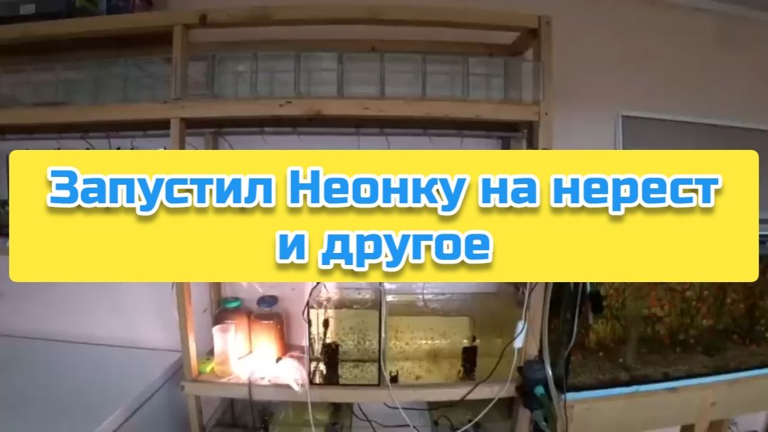 Запустил Неонку на нерест и другое