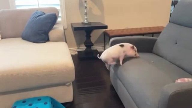 Он не умеет летать