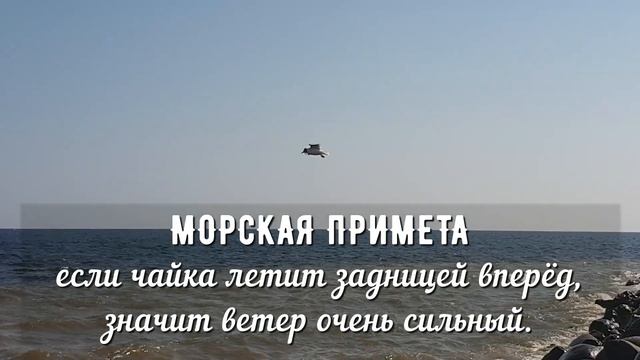 Осторожно, тут какая-то чайка!!!