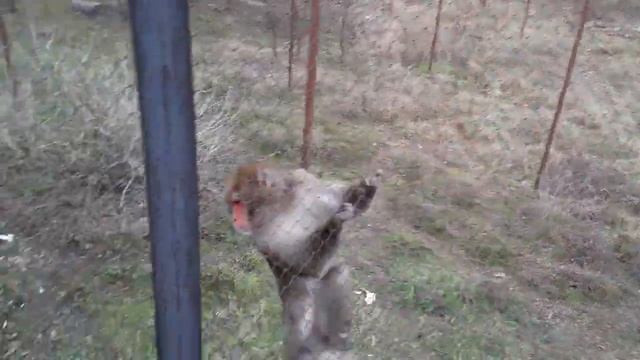 Парк львов _Тайган_. 🦁🦁🦁🦁🦁. 2