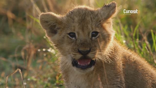 Львы: сила прайда