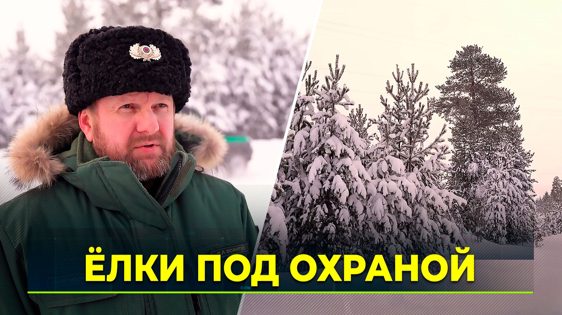 Как законно вынести ёлку из леса