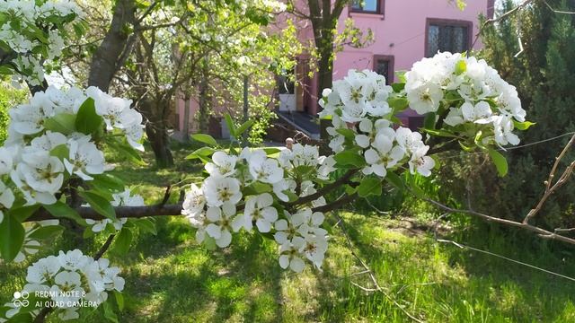 Груша. цвет и плод. Нежный и абсолютный  релакс...