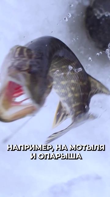 🐟❄️ На какие наживки ловить рыбу в декабре