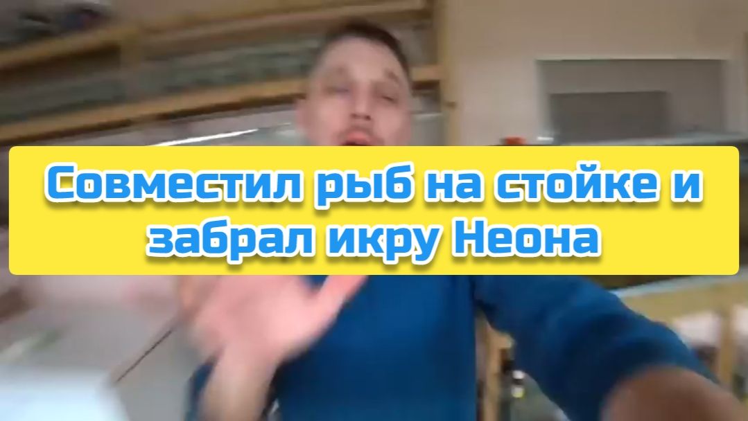 Совместил рыб на стойке и забрал икру Неона