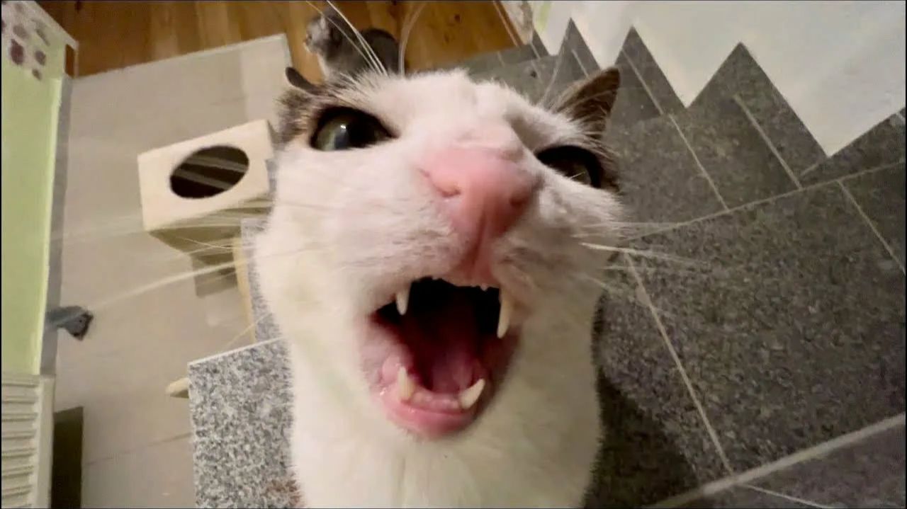 СМЕШНО ДО СЛЕЗ 😹😍 СМЕШНЫЕ КОТЫ, ЛУЧШИЕ ПРИКОЛЫ С КОТАМИ, СОБАКАМИ КОШКИ,СОБАКИ , ЖИВОТНЫЕ 🥰