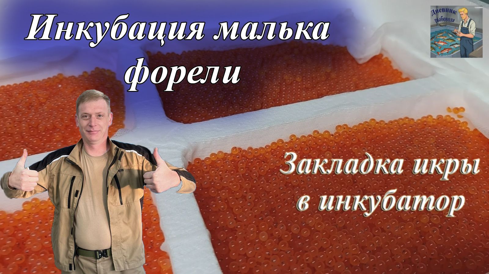 Закладка икры форели в инкубатор нашего рыбоводного цеха.