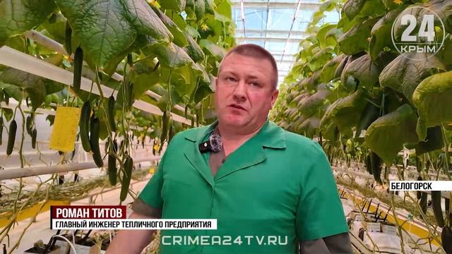 Конвейер для огурцов: как в Белогорске собирают урожай овощей
