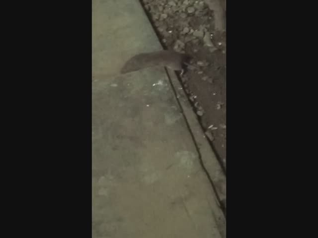 Мышка-слесарушка Mouse-plumber