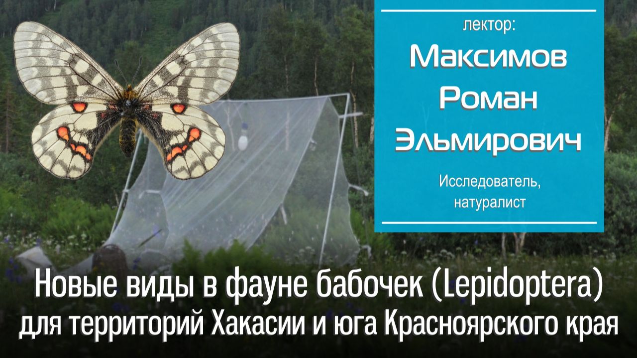 Новые виды в фауне бабочек (Lepidoptera) для территорий Хакасии и юга Красноярского края