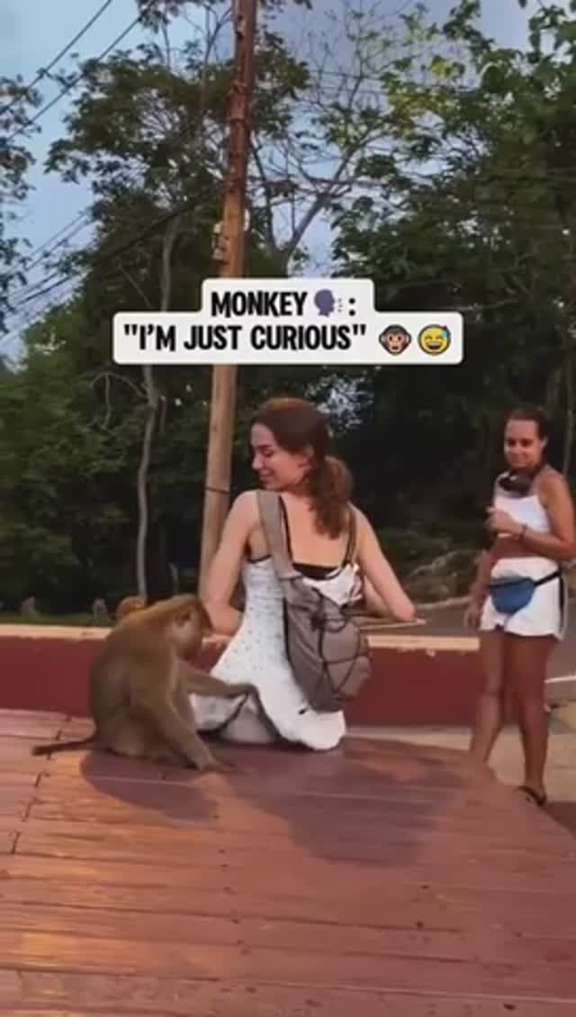 Веселые обезьянки😂