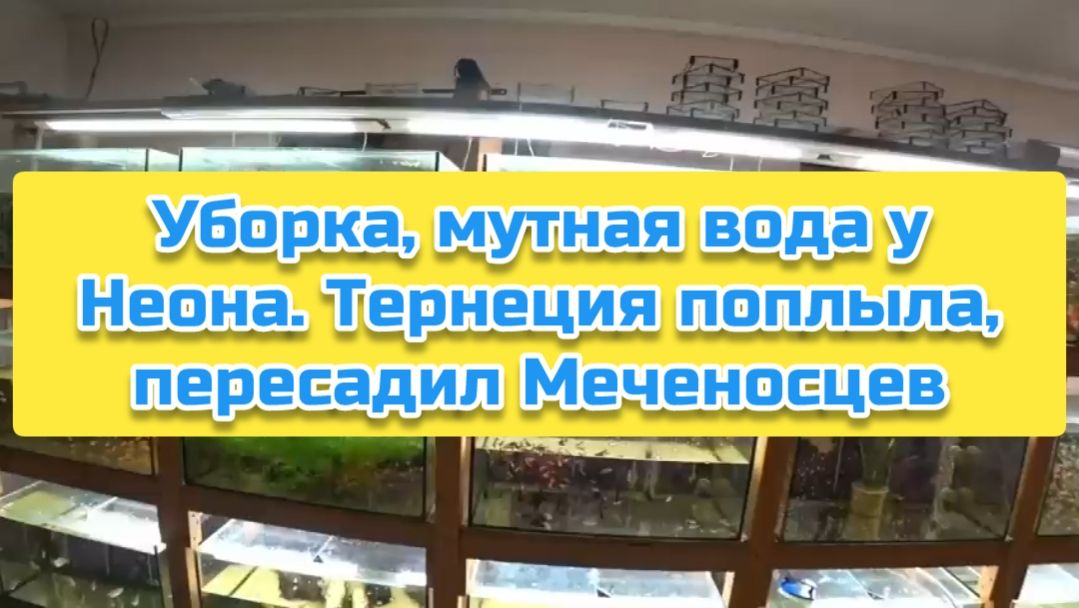 Уборка, мутная вода у Неона. Тернеция поплыла, пересадил Меченосцев