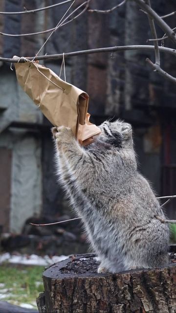 Тимоша показал мастер-класс по ленивому открыванию новогодних подарков 😄
