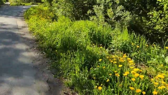 20-ДАЧА ..косим газонЫ..делаем зелëное удобрение👍2 часть(29.05.-30.05.21.)