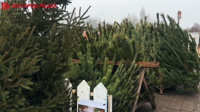 В Белгороде открылись ёлочные базары