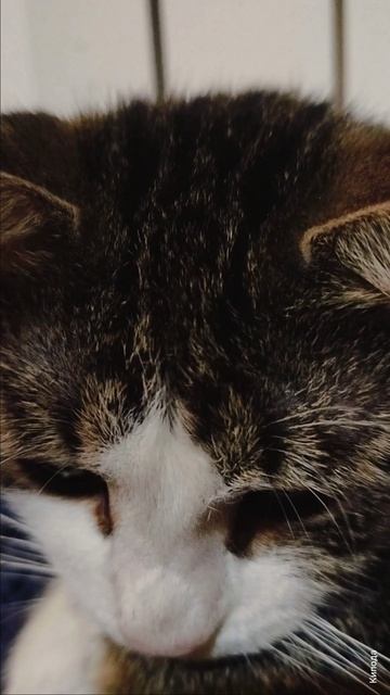 Котейкин дзен