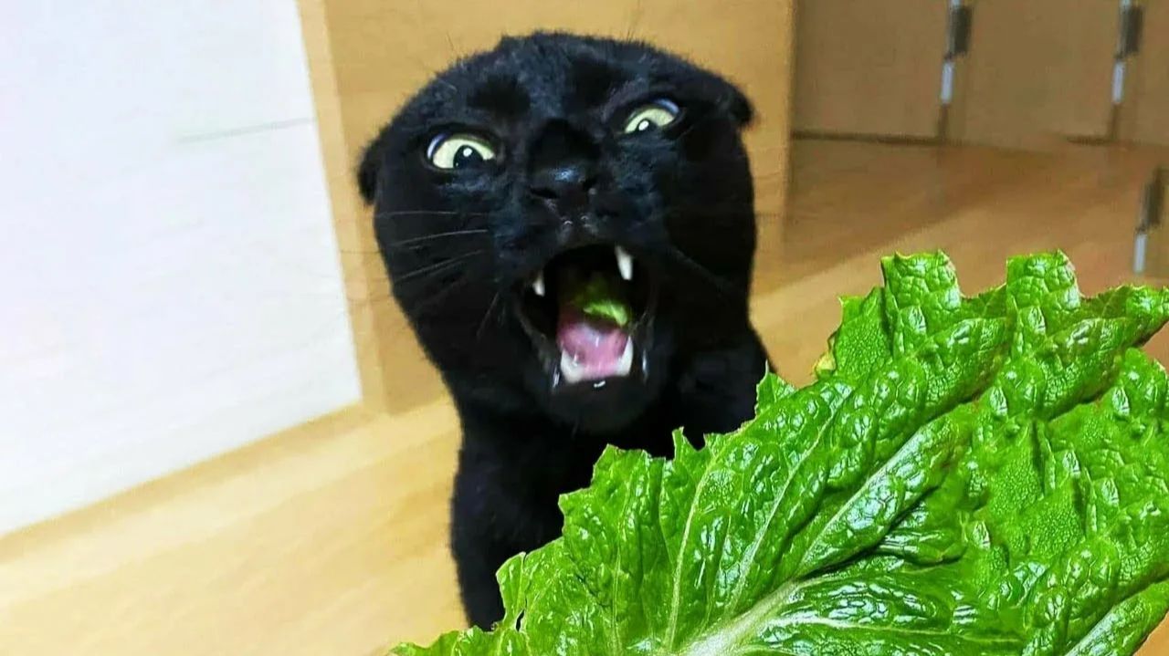 СМЕШНО ДО СЛЕЗ 😹😍 СМЕШНЫЕ КОТЫ, ЛУЧШИЕ ПРИКОЛЫ С КОТАМИ, СОБАКАМИ КОШКИ,СОБАКИ , ЖИВОТНЫЕ 🥰