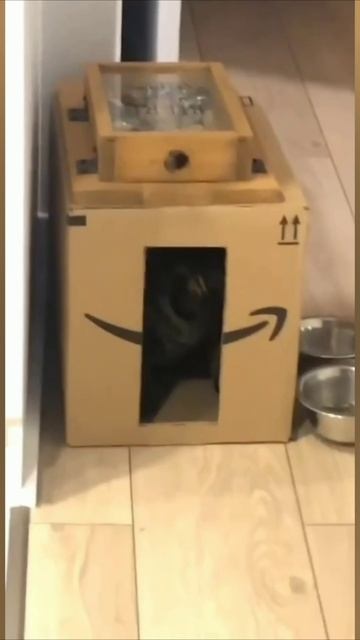 Смешные коты #98-5