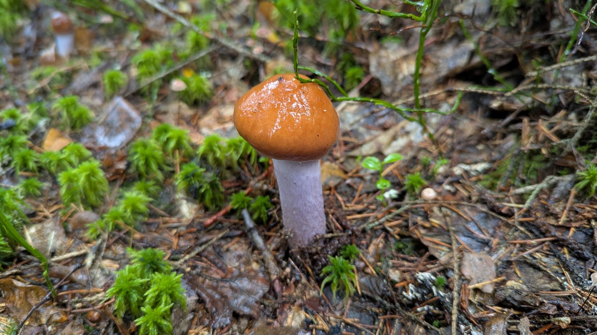 Паутинник голубоствольный (Cortinarius collinitus). Как выглядит гриб на месте произрастания.