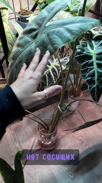 Промежуточный результат ПЕРЕУКОРЕНЕНИЯ АЛОКАЗИЙ  #комнатныерастения #plants #алоказия