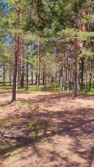 Карелия 2025. Видлица. Лес у пляжа. Июль 2025г