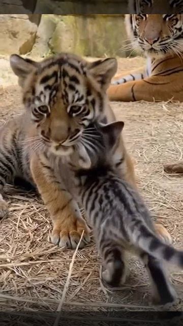 Встреча дальних родственников