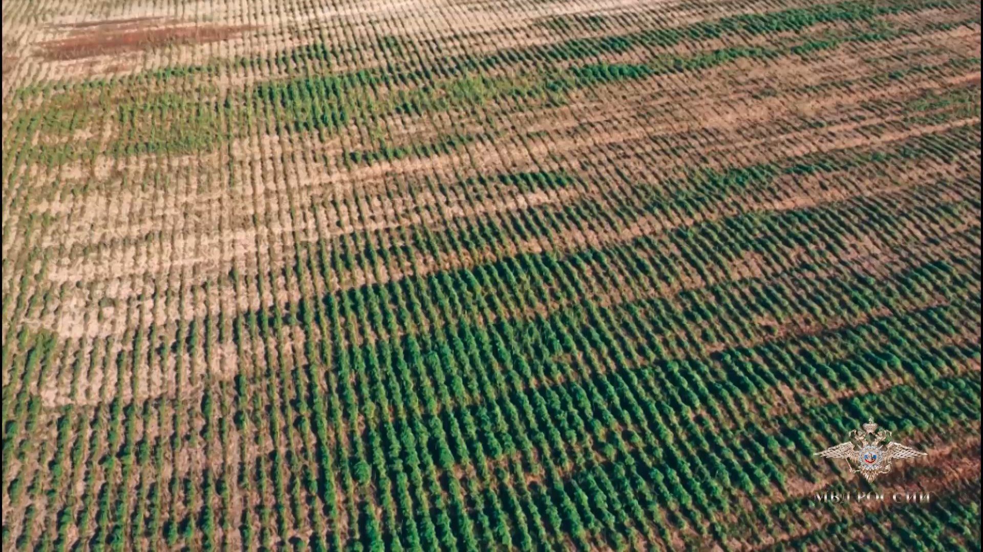 В Приморье задержан подозреваемый в культивировании конопли и покушении на сбыт наркотиков